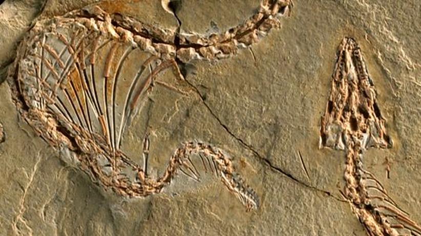 Evolution: Forscher rekonstruieren fossiles Schlangenbein | ZEIT ONLINE