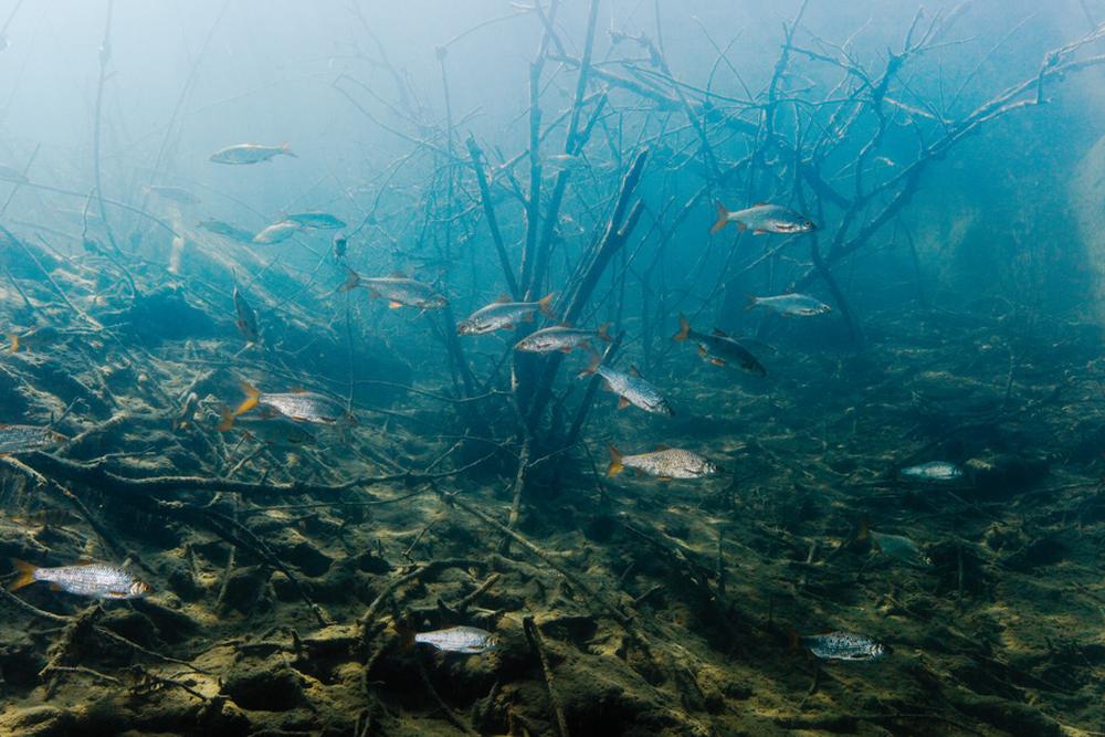 Naturfotografie: Deutschland aus der Fischperspektive | DIE ZEIT