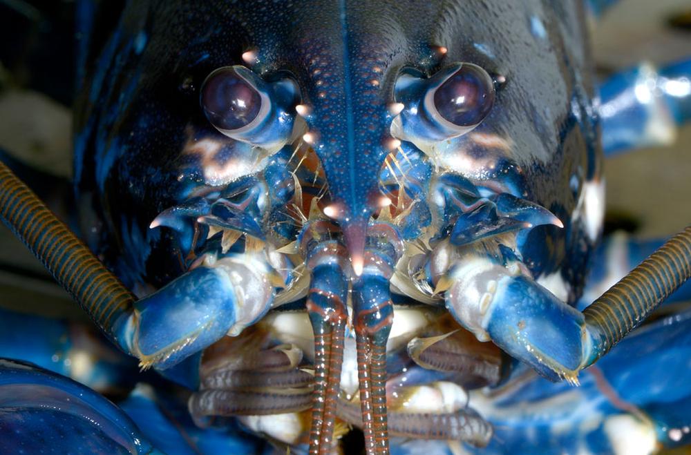 Ökologie: Im Labor sind alle Hummer blau | DIE ZEIT