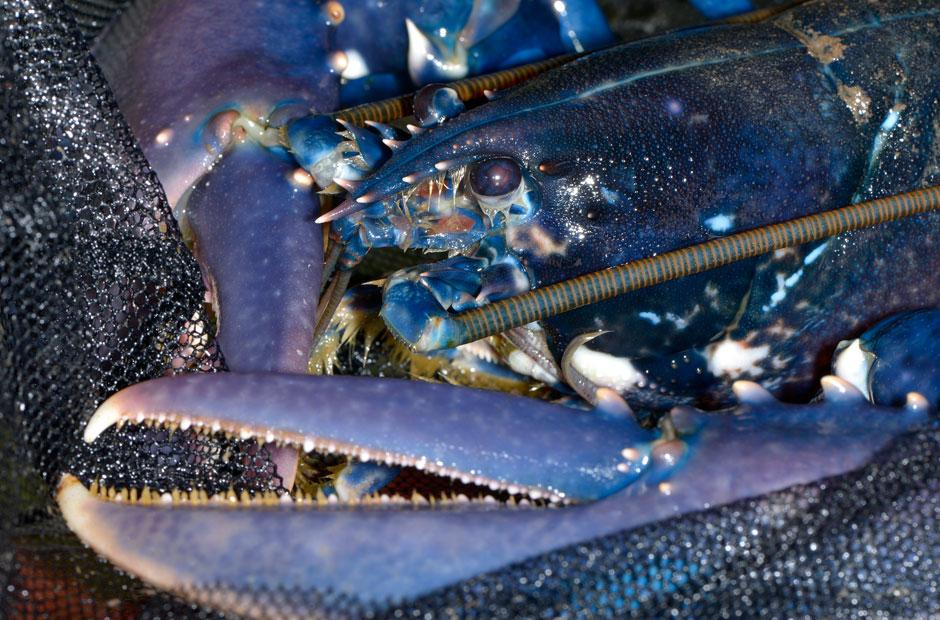 Ökologie: Im Labor sind alle Hummer blau | ZEIT ONLINE