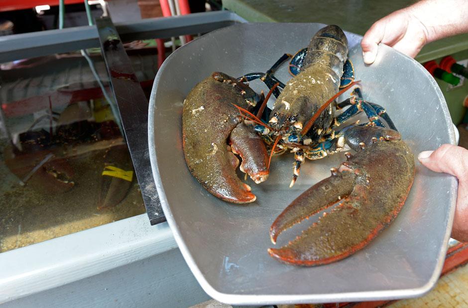 Ökologie: Im Labor sind alle Hummer blau | ZEIT ONLINE
