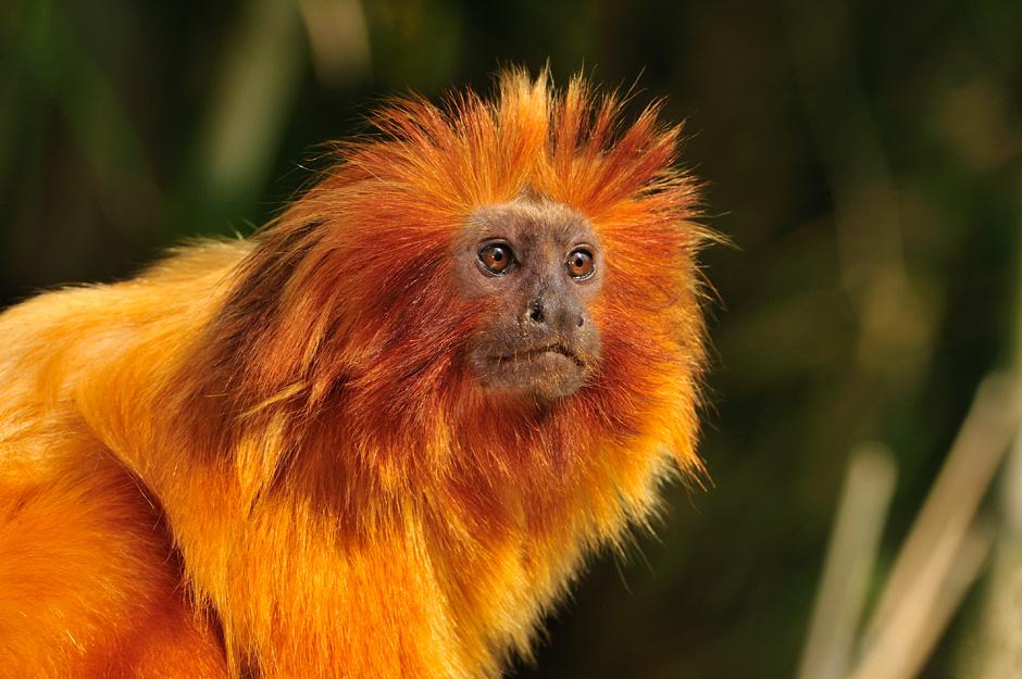 Tierfotografie: Party im Affenstall | ZEIT ONLINE