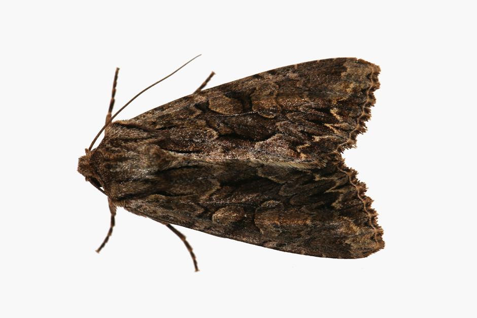 Fotos von Insekten: Motten-Party! | ZEIT ONLINE