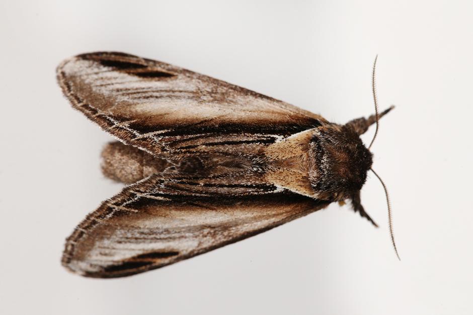 Fotos von Insekten: Motten-Party! | ZEIT ONLINE