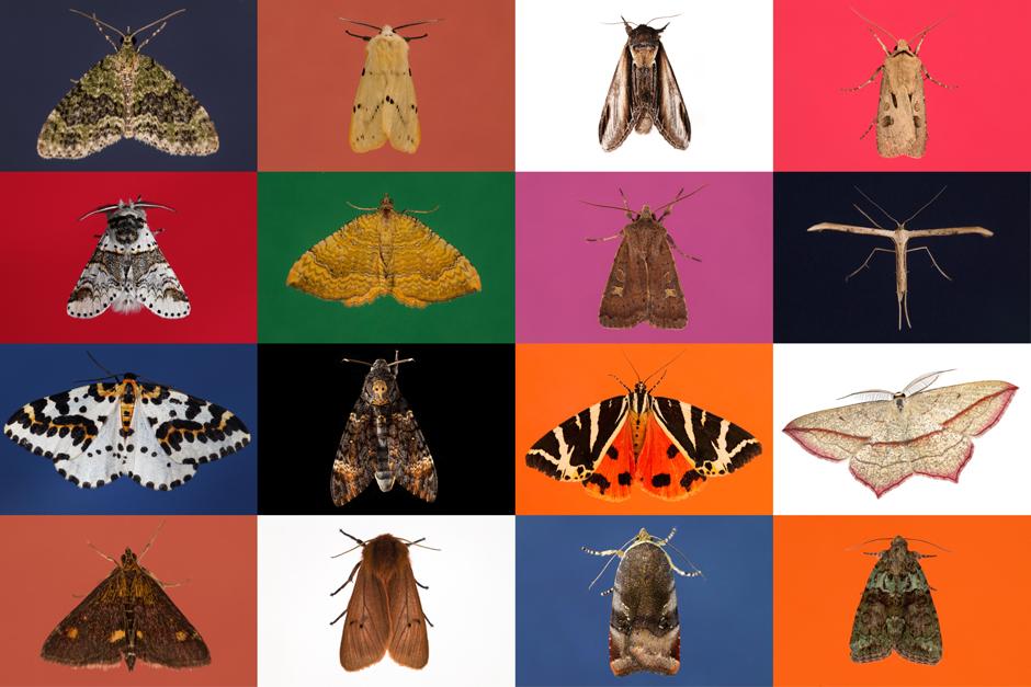 Fotos von Insekten: Motten-Party! | ZEIT ONLINE