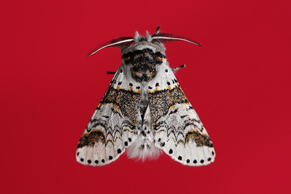 Fotos von Insekten: Motten-Party! | ZEIT ONLINE