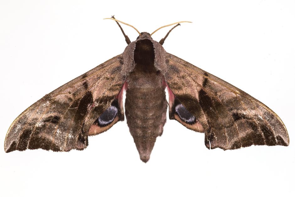 Fotos von Insekten: Motten-Party! | ZEIT ONLINE
