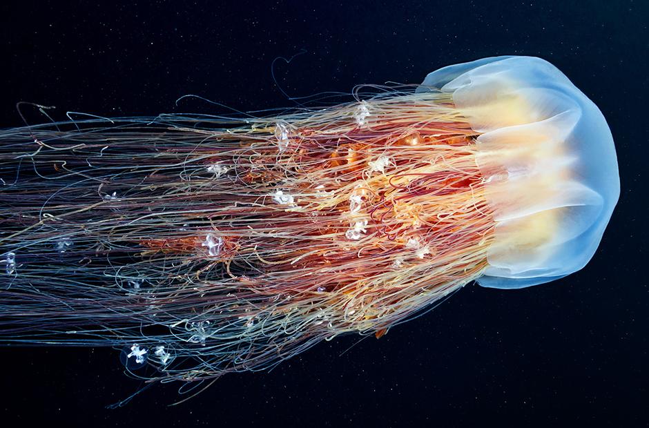 Quallen: Ätzend, glibbrig, schön | ZEIT ONLINE