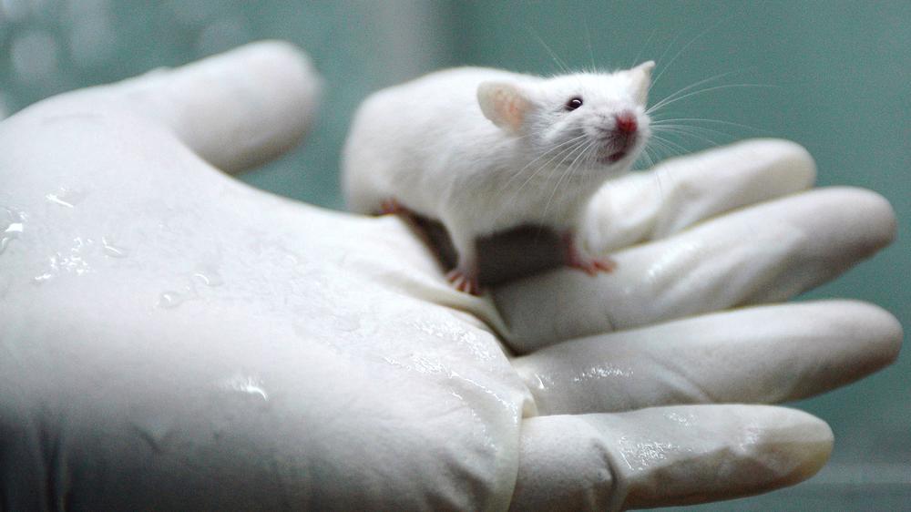 Tierversuche: Weniger Tierversuche, aber mehr davon mit Gentechnik ...