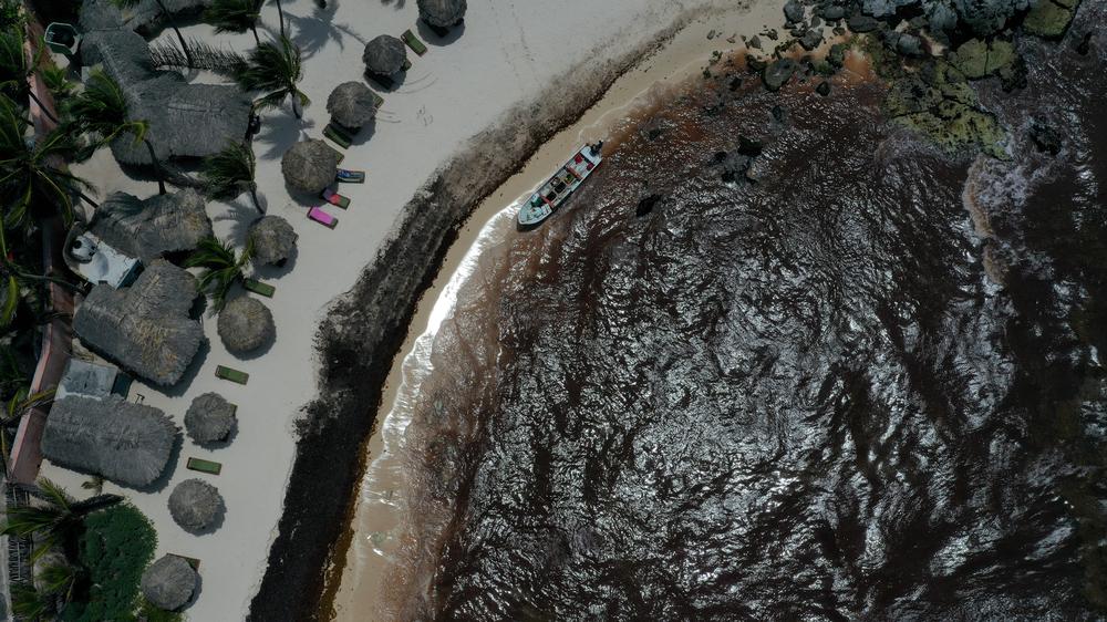 Atlantik: Weltweit größter Algenteppich vermessen | DIE ZEIT