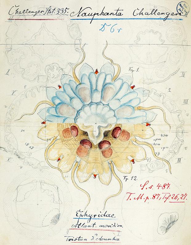 Quallen: Glibber und Glamour | ZEIT ONLINE