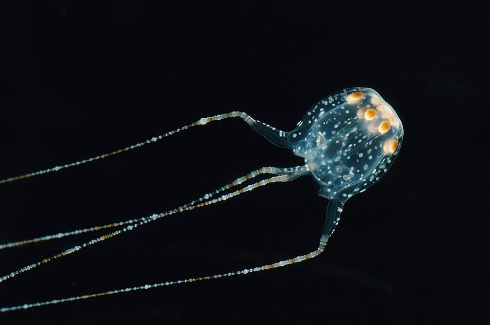 Quallen: Glibber und Glamour | DIE ZEIT