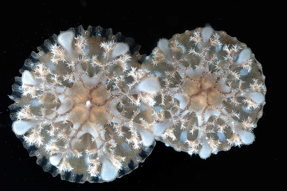 Quallen: Glibber und Glamour | DIE ZEIT