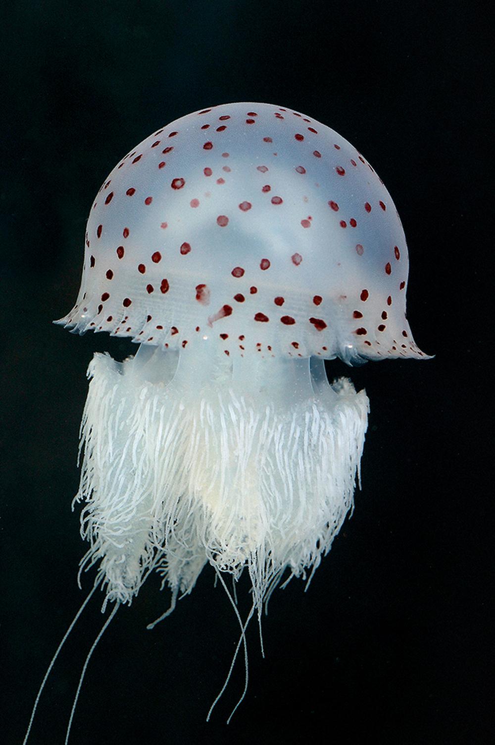 Quallen: Glibber und Glamour | DIE ZEIT