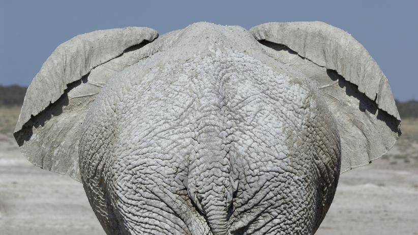 Schimpfwörter: Warum muss der Hintern für so viel herhalten? | ZEIT ONLINE