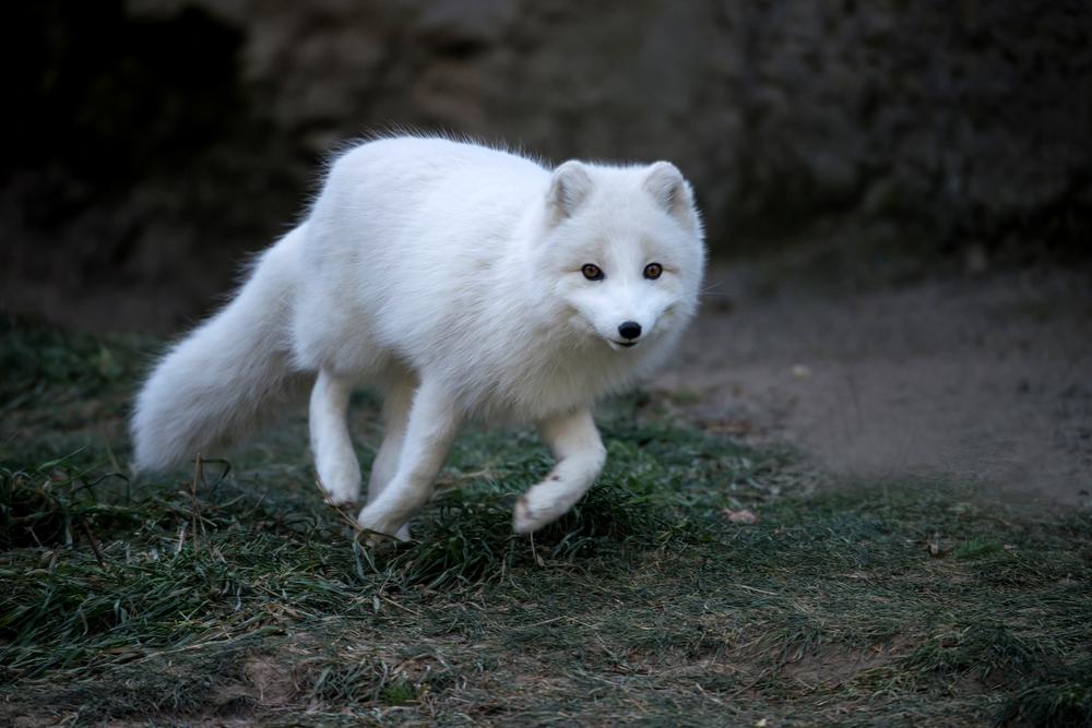 Artensterben: Es hat schon längst begonnen | DIE ZEIT