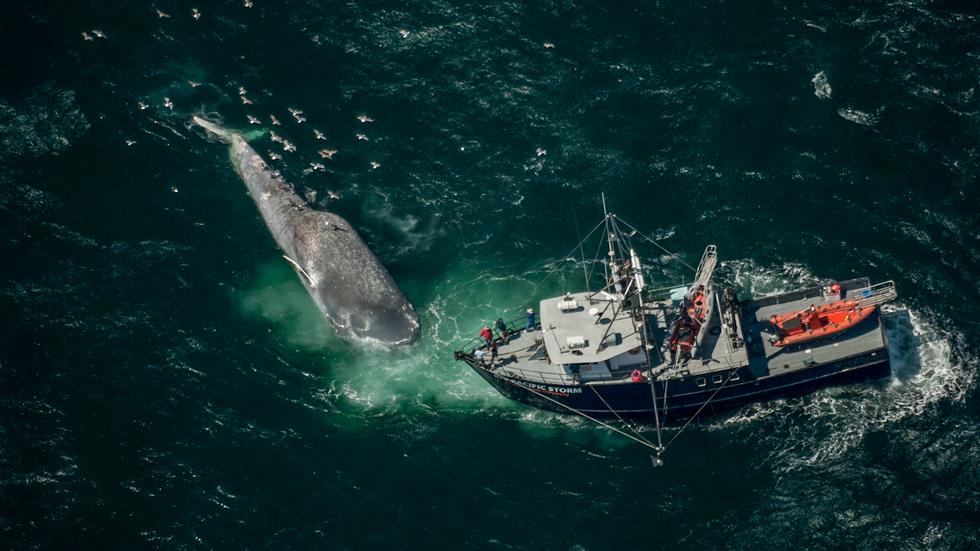 Walschutz: Wie man einen Wal rettet | ZEIT ONLINE