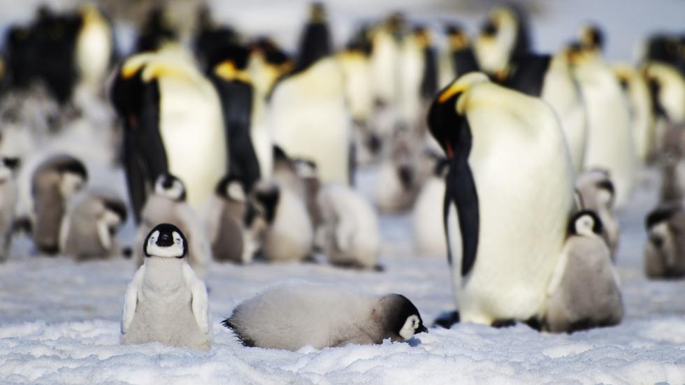 Pinguine und der Klimawandel: Kein Eis, kein Nachwuchs | ZEIT ONLINE