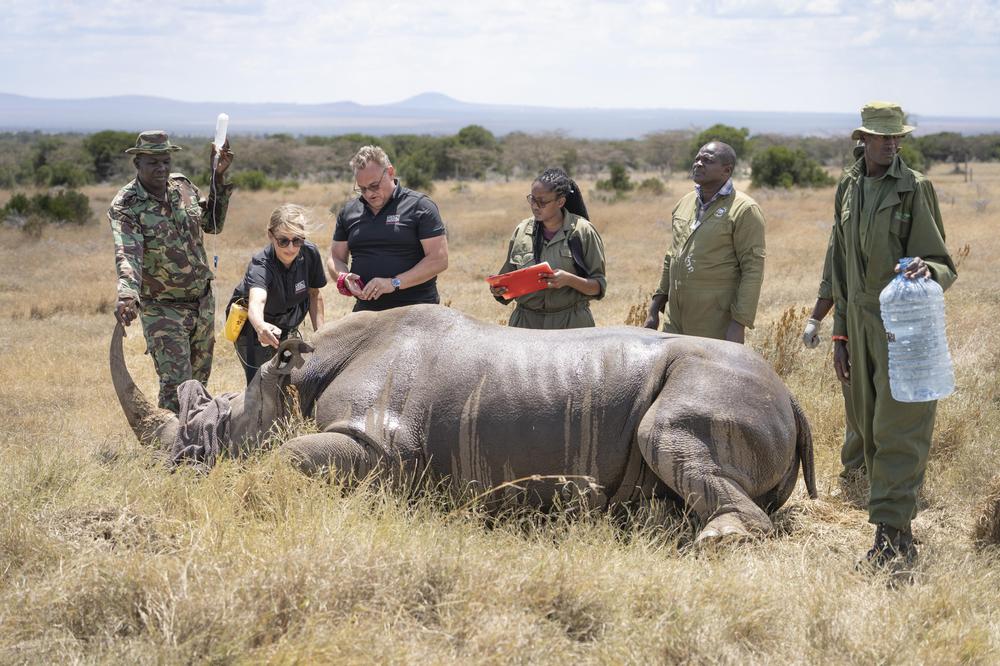 Breitmaulnashorn: Erstes Nashornbaby aus dem Labor überlebt 62 Tage im ...