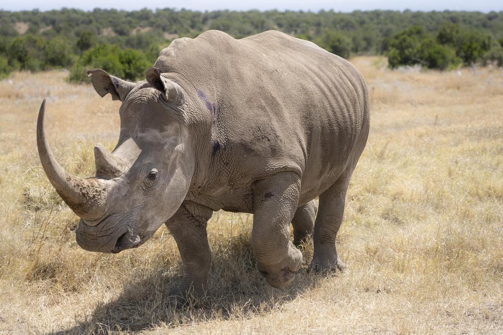 Breitmaulnashorn: Erstes Nashornbaby aus dem Labor überlebt 62 Tage im ...
