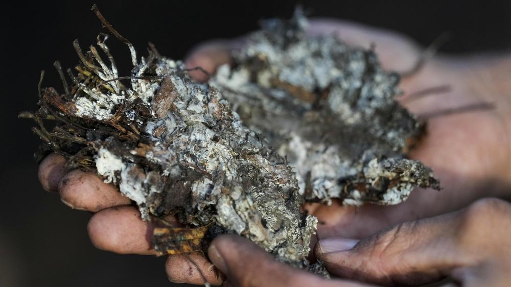 Verwesung : Wie ein Mensch verwest | DIE ZEIT