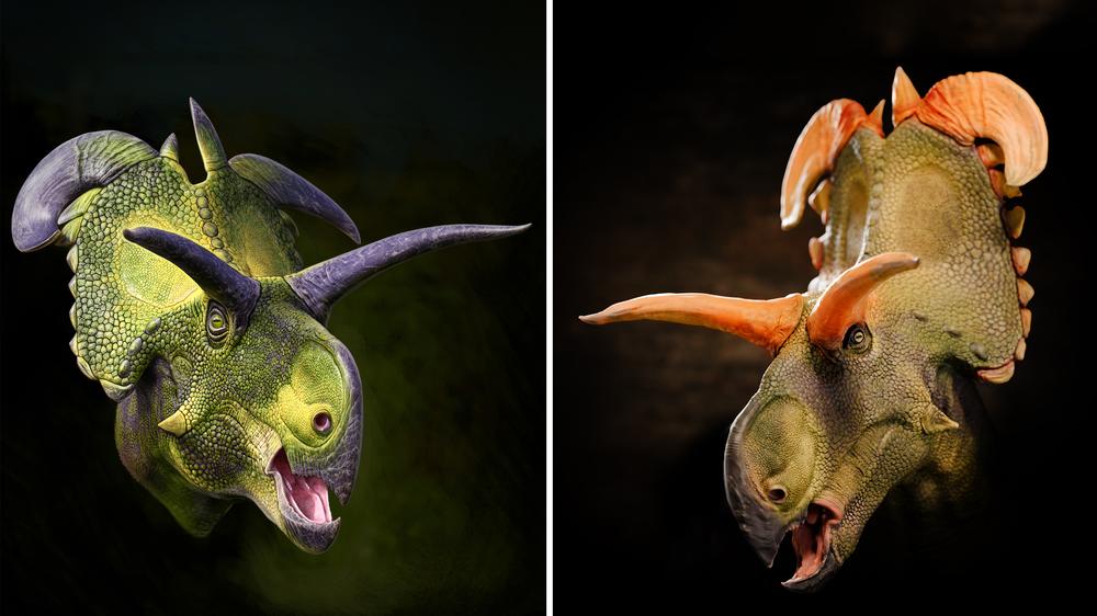 Dinosaurier: Dürfen wir vorstellen: der coole Cousin des Triceratops ...