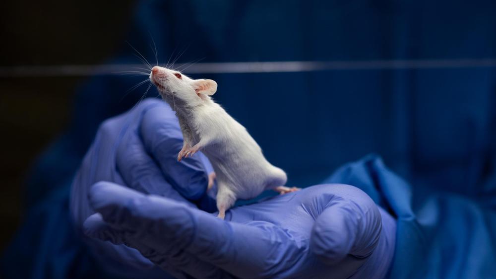 Altersforschung: Mit kleinem Eingriff zu hohem Alter | DIE ZEIT