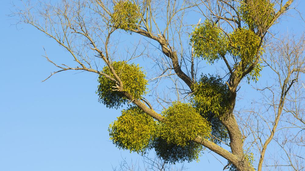 Misteln: Warum Misteln zum Problem werden | DIE ZEIT