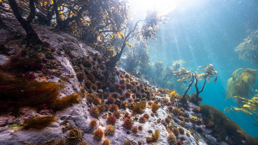 Umweltschutz: Siebte von neun planetaren Belastungsgrenzen gilt als überschritten | DIE ZEIT
