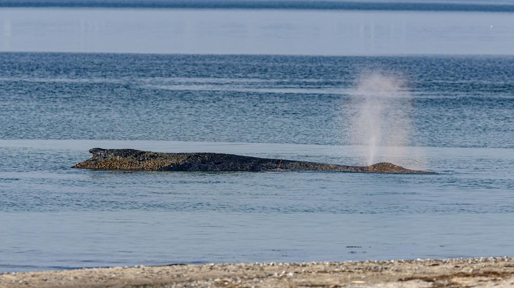 Buckelwal in der Ostsee: Er wird immer schwächer. Hat der gestrandete ...