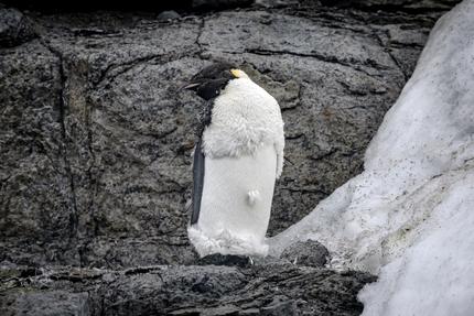 Erderwärmung - News und Infos | DIE ZEIT