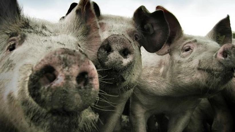 Tierversuche in der Lawinenforschung: Die Wahl der Qual | ZEIT ONLINE