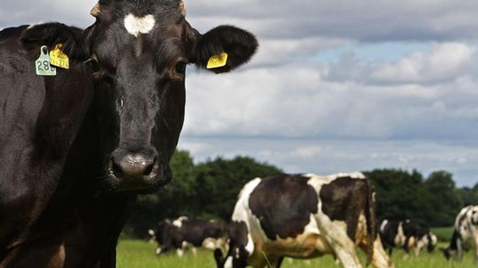 Rinderseuche BSE: Davongekommen | ZEIT ONLINE