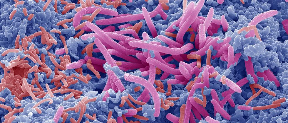 Mikrobiom: Da lebt was in Ihnen! | ZEIT ONLINE