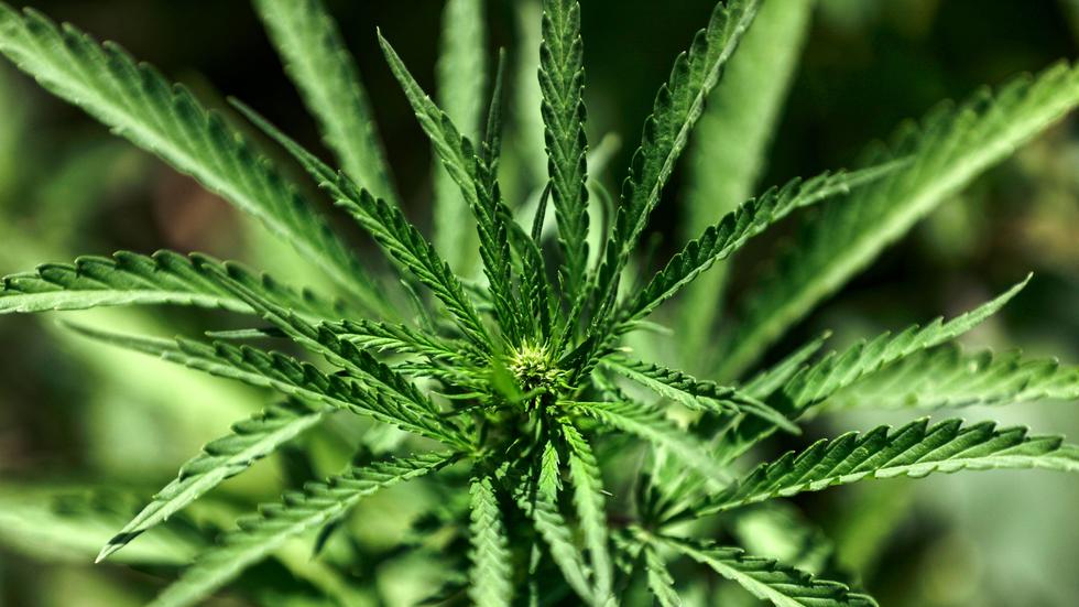 Rauschmittel: UN-Kommission streicht Cannabis aus Liste der ...