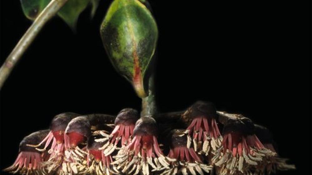 Evolution: Fledermäuse hören, wo der Nektar fließt | DIE ZEIT