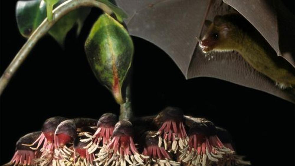 Evolution: Fledermäuse hören, wo der Nektar fließt | DIE ZEIT