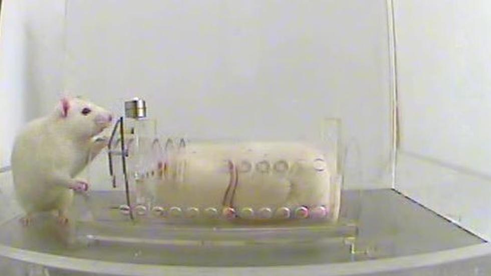 Verhaltensforschung: Ratten sind hilfsbereite Tiere | ZEIT ONLINE