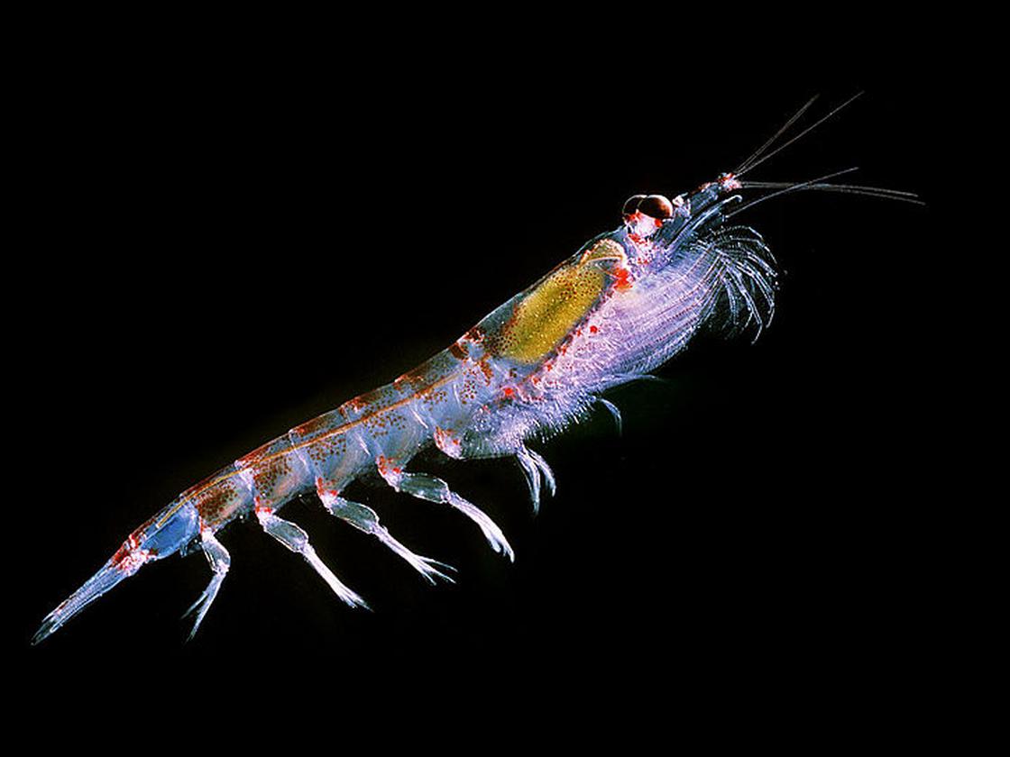 Walvis Eet Krill