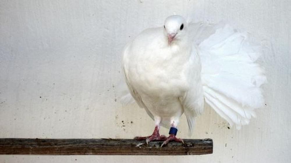Das unterschätzte Tier: Flattern am Rande der Gesellschaft | DIE ZEIT