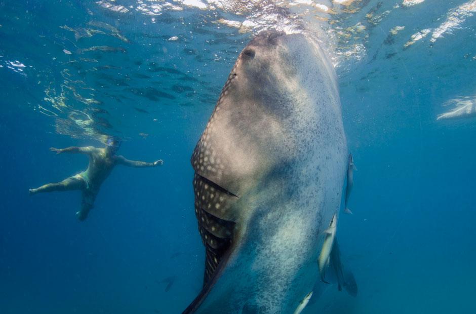 Philippinen: Frühstück mit Walhai | ZEIT ONLINE