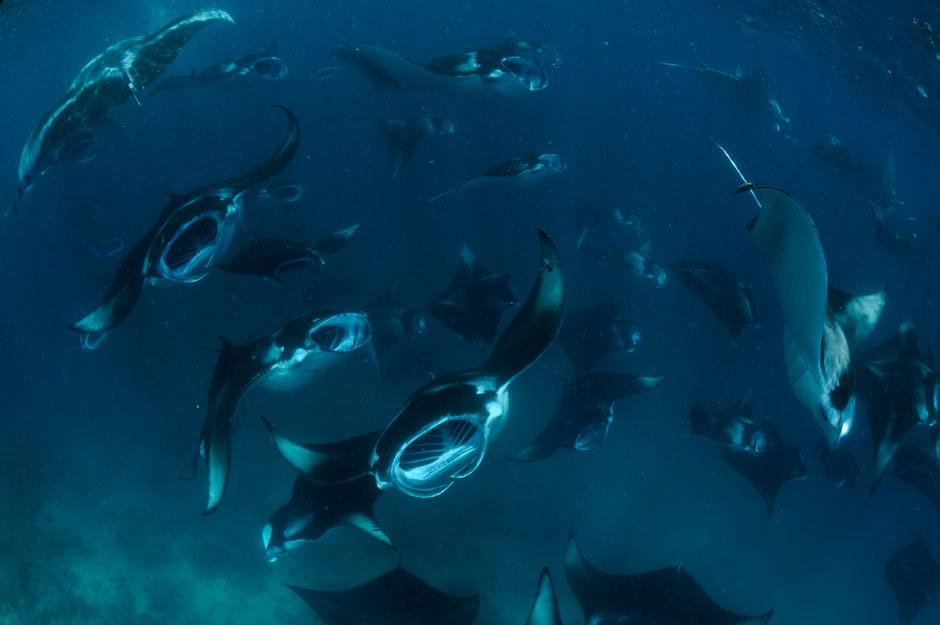 Mantarochen: Gejagte Schönheiten im Indischen Ozean | ZEIT ONLINE