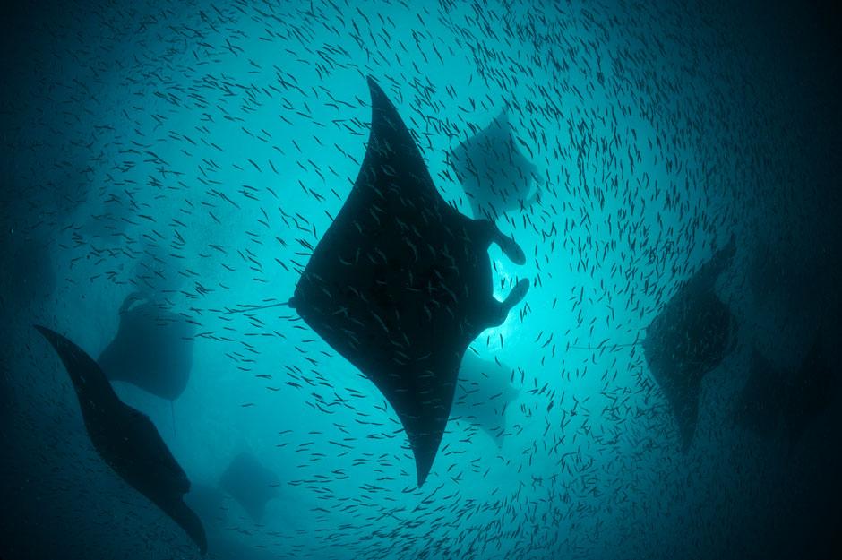 Mantarochen: Gejagte Schönheiten im Indischen Ozean | ZEIT ONLINE