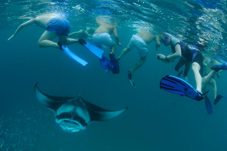 Mantarochen: Gejagte Schönheiten im Indischen Ozean | ZEIT ONLINE