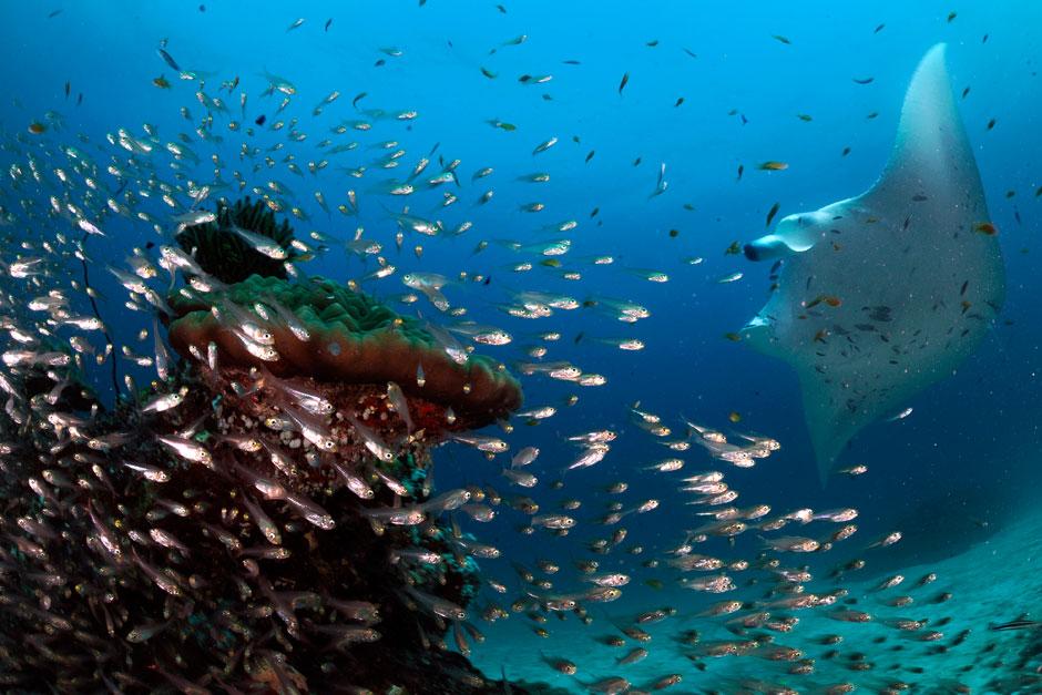 Mantarochen: Gejagte Schönheiten im Indischen Ozean | ZEIT ONLINE