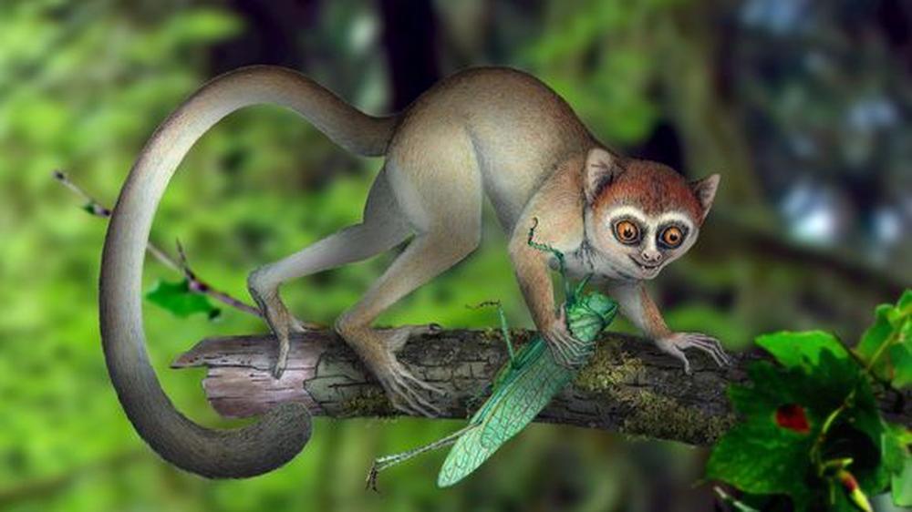 Fossiles Primatenskelett: Ein Urahn, so alt und anders wie keiner zuvor ...