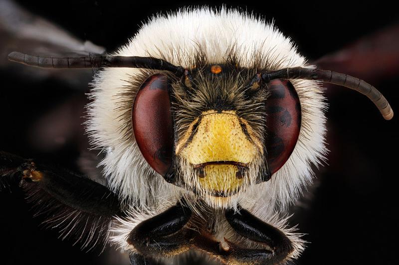 Verspielte Insekten Von Pacific Innovations