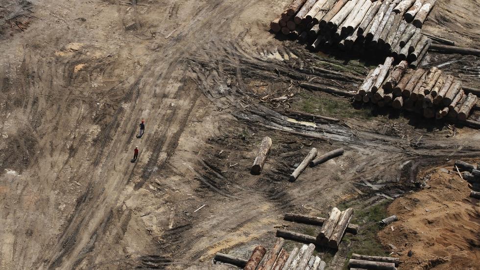 Umweltschutz: Rodungen im brasilianischen Regenwald nehmen zu | ZEIT ONLINE