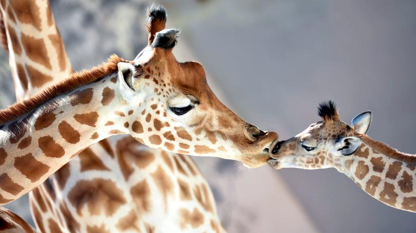 Zoologie: So viel Giraffe war nie | ZEIT ONLINE