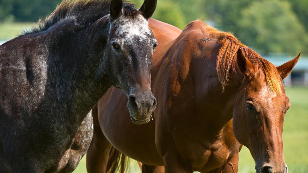 Sprache: Die Sprache der Pferde | DIE ZEIT